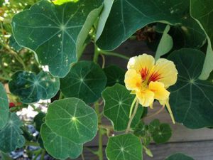 Greetings from the Urban Demonstration Garden - Capital Area Food Bank