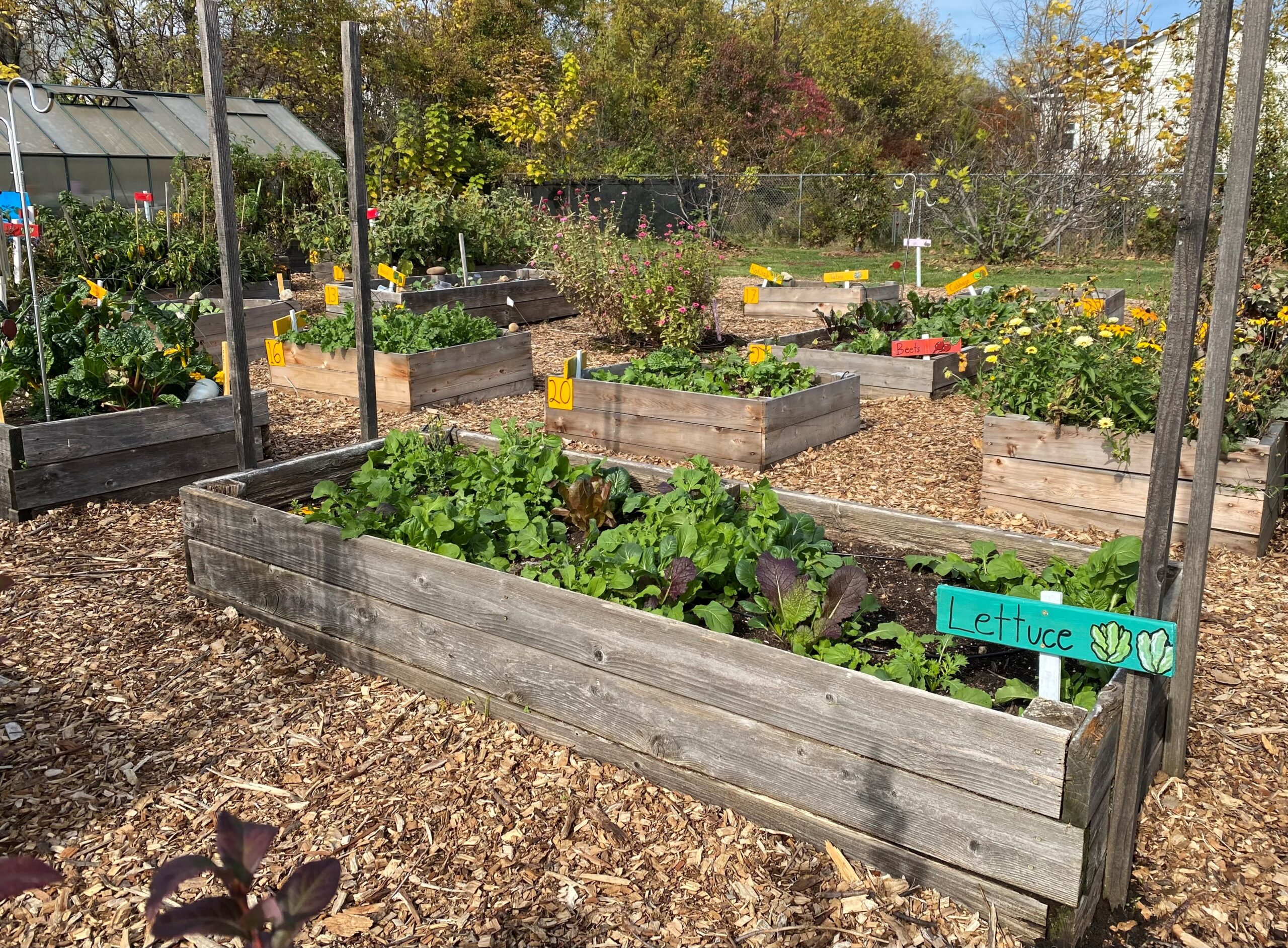 Food Bank Garden | Capital Area Food Bank