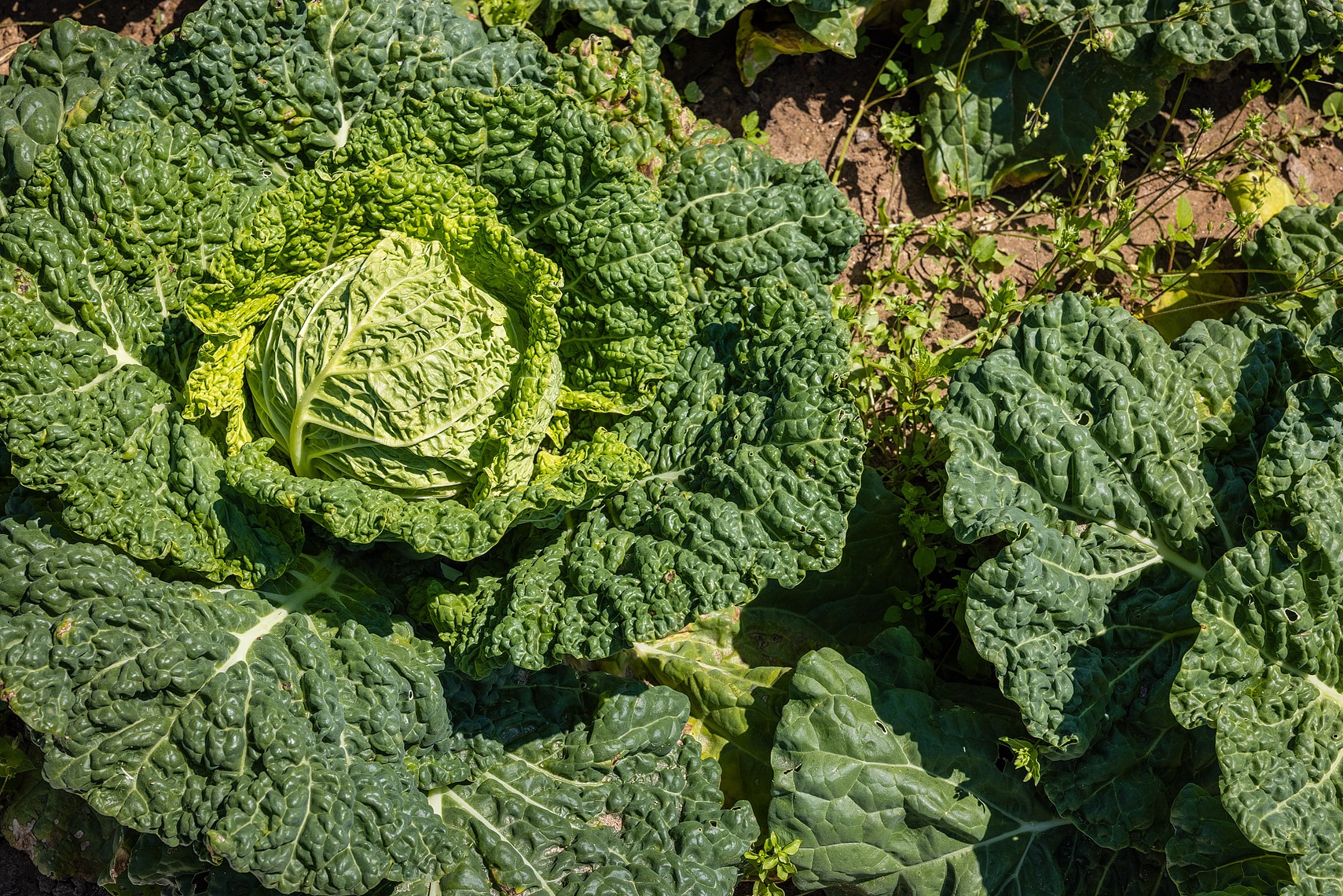 Building community through fresh produce from Dodo Farms - Capital Area ...